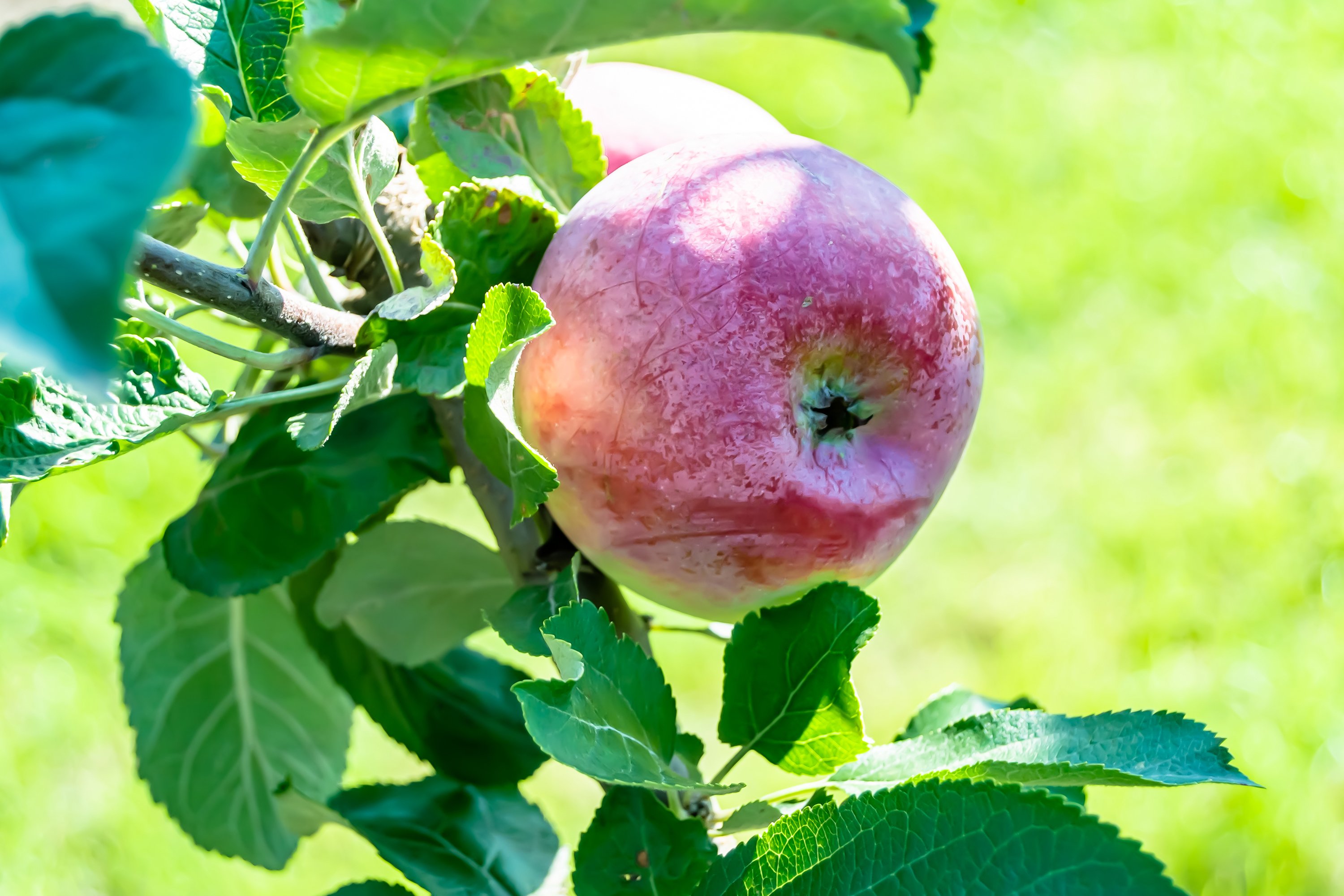 beautiful-apple-trees