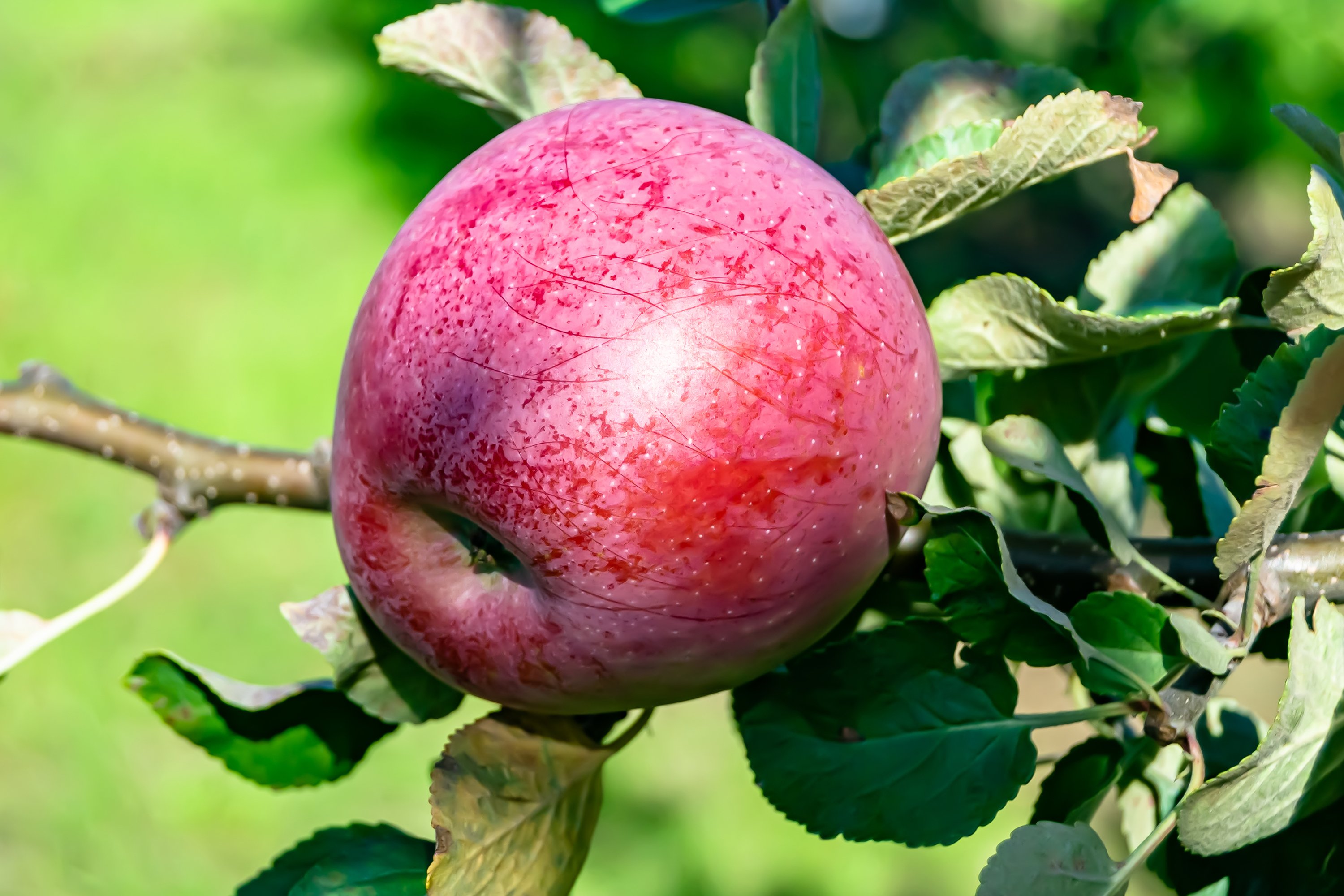 Beautiful Apple Trees