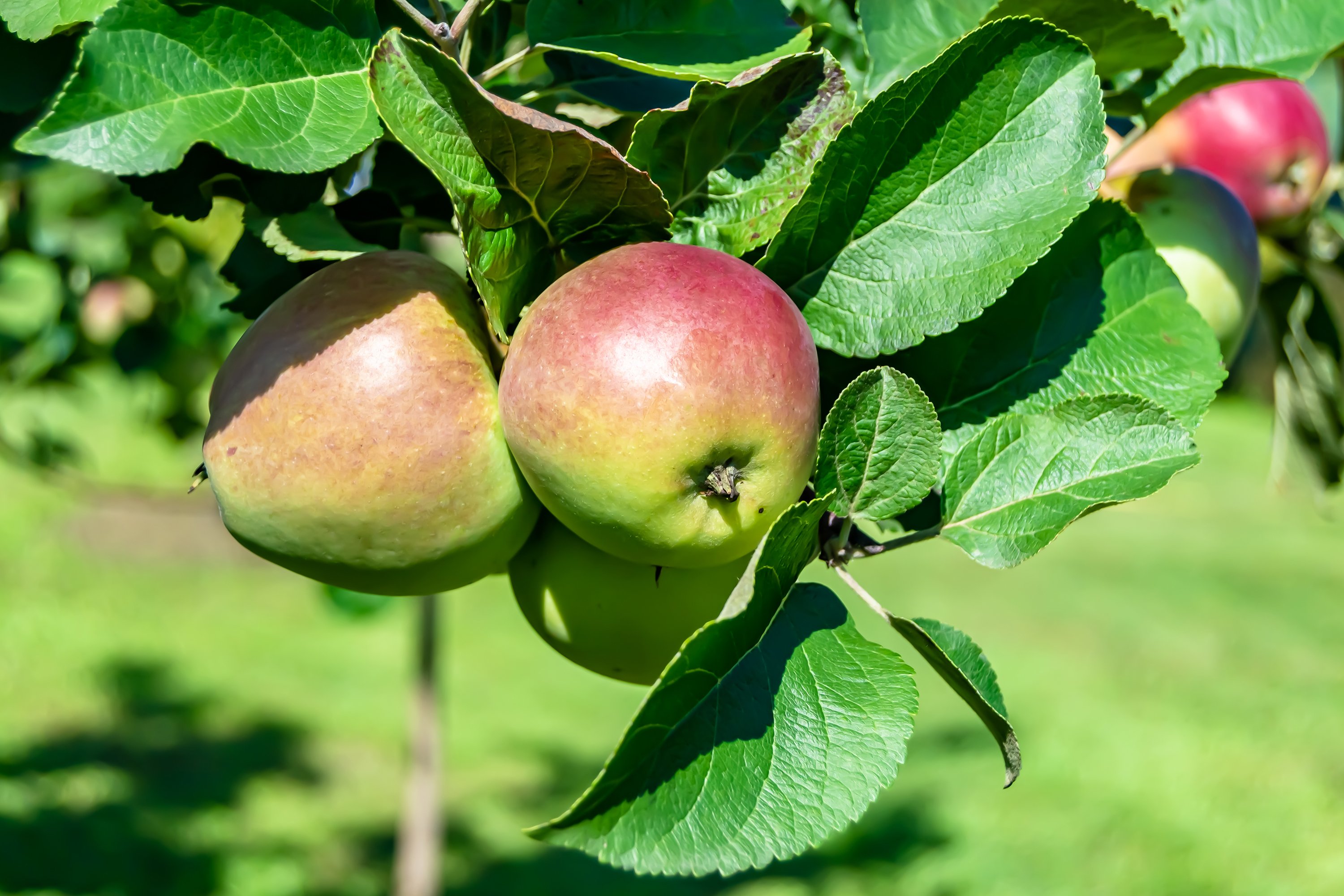 Apple Tree Images Photography