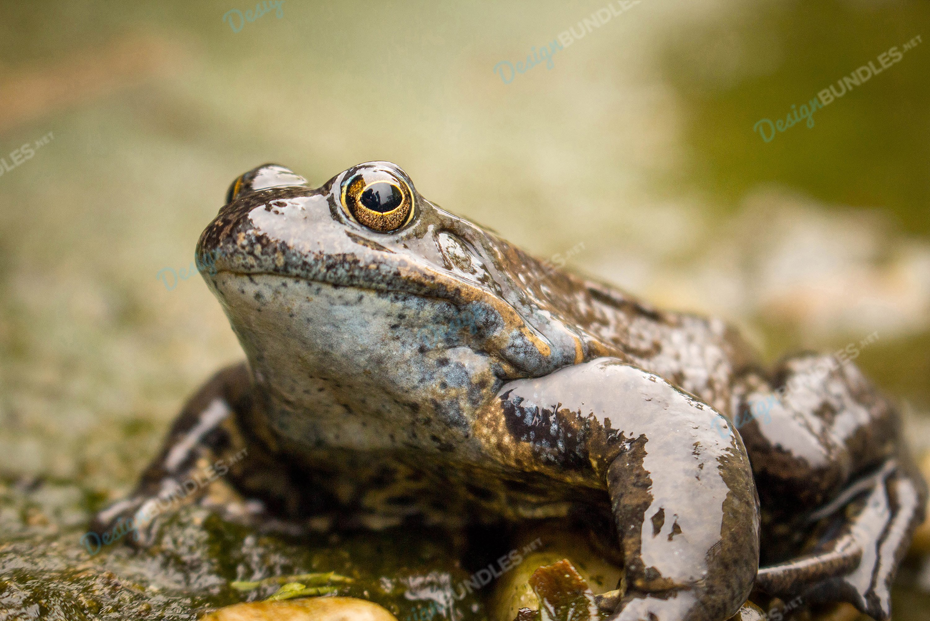 Portrait of Common frog