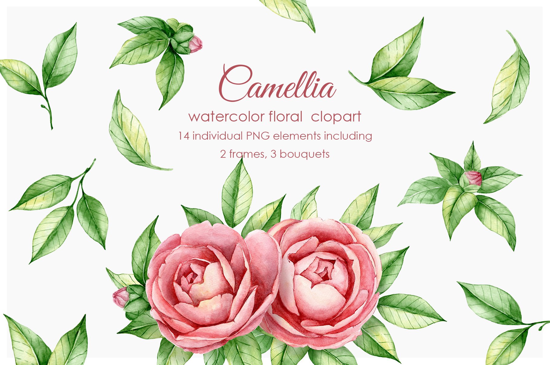Watercolor Blush Camellia flowers clipart boundle. (852335 ...
