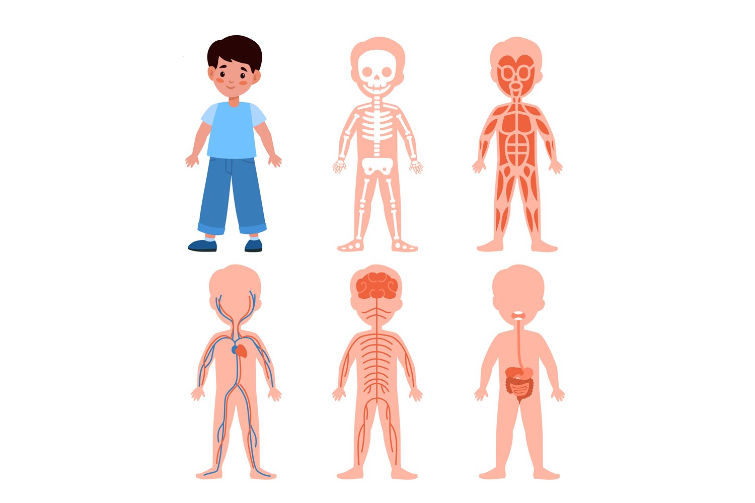 Boy body system. Kids anatomy poster, medical education sche (1335247 ...