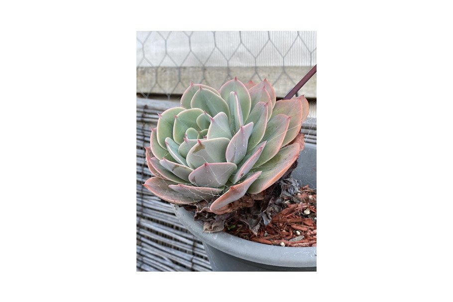 Echeveria Orion Plant Photo (572127) | Nature | Design Bundles