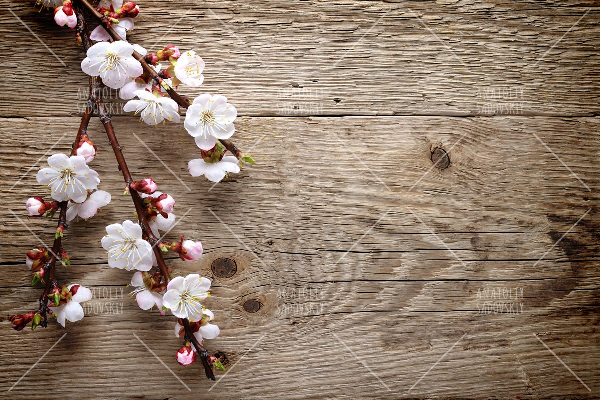 Spring blossom on wood background (753095) | General | Design Bundles