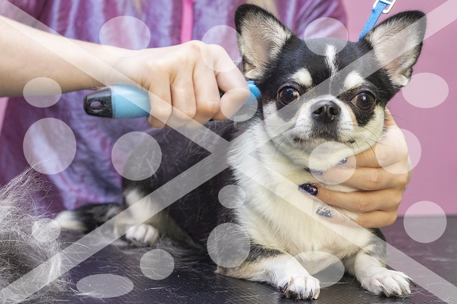 Dog gets hair cut at Pet Spa Grooming Salon. Closeup of Dog. (632034 ...