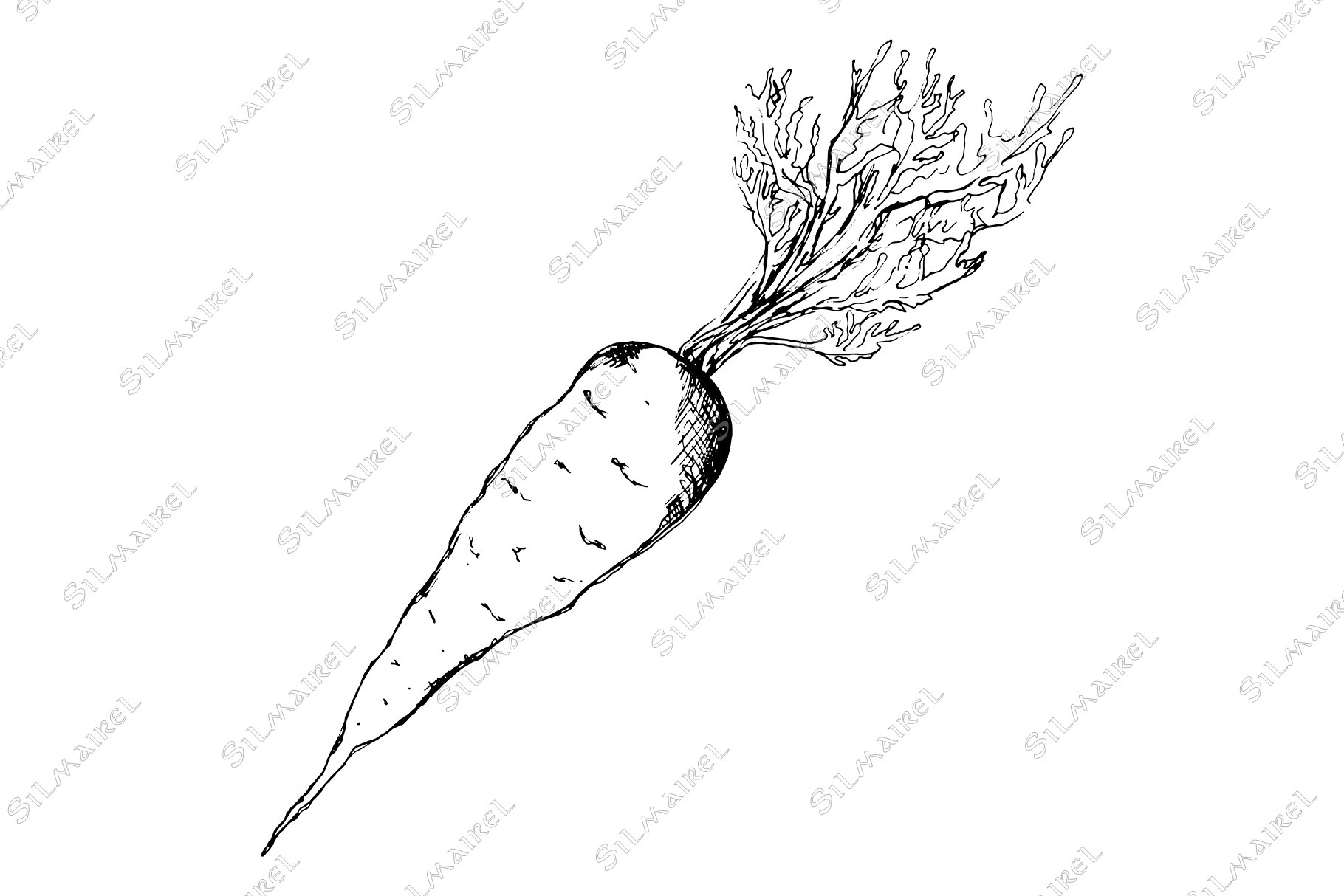 Carrot Line Drawing