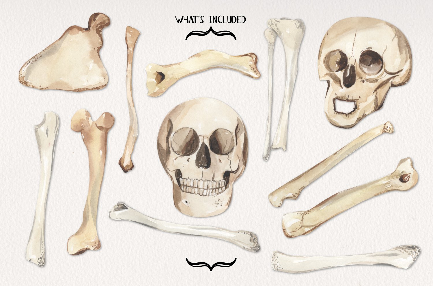 Bones Skull Crossbones Watercolor 12 Elements Bone