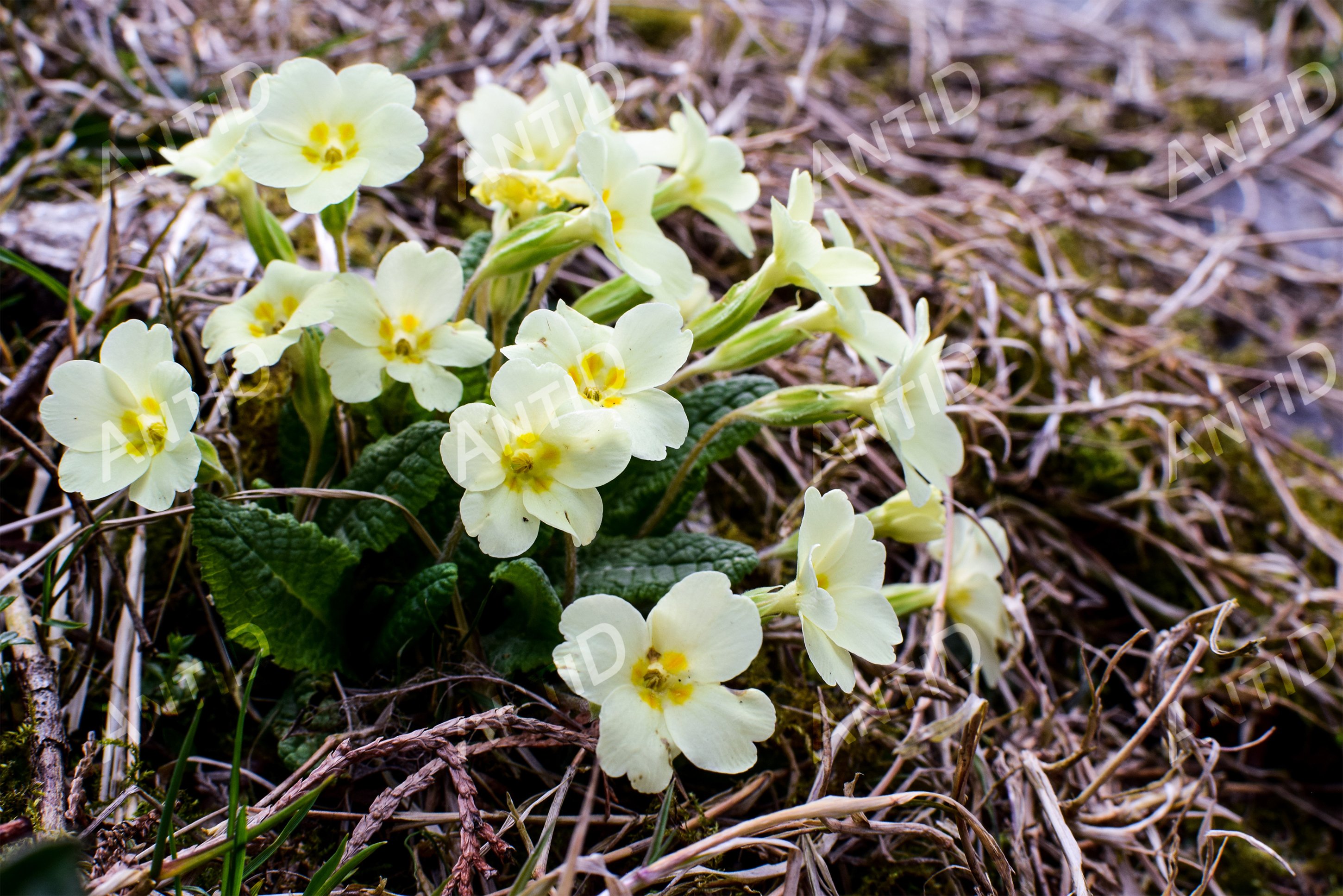 Yellow primrose bloom (651877) | Nature | Design Bundles