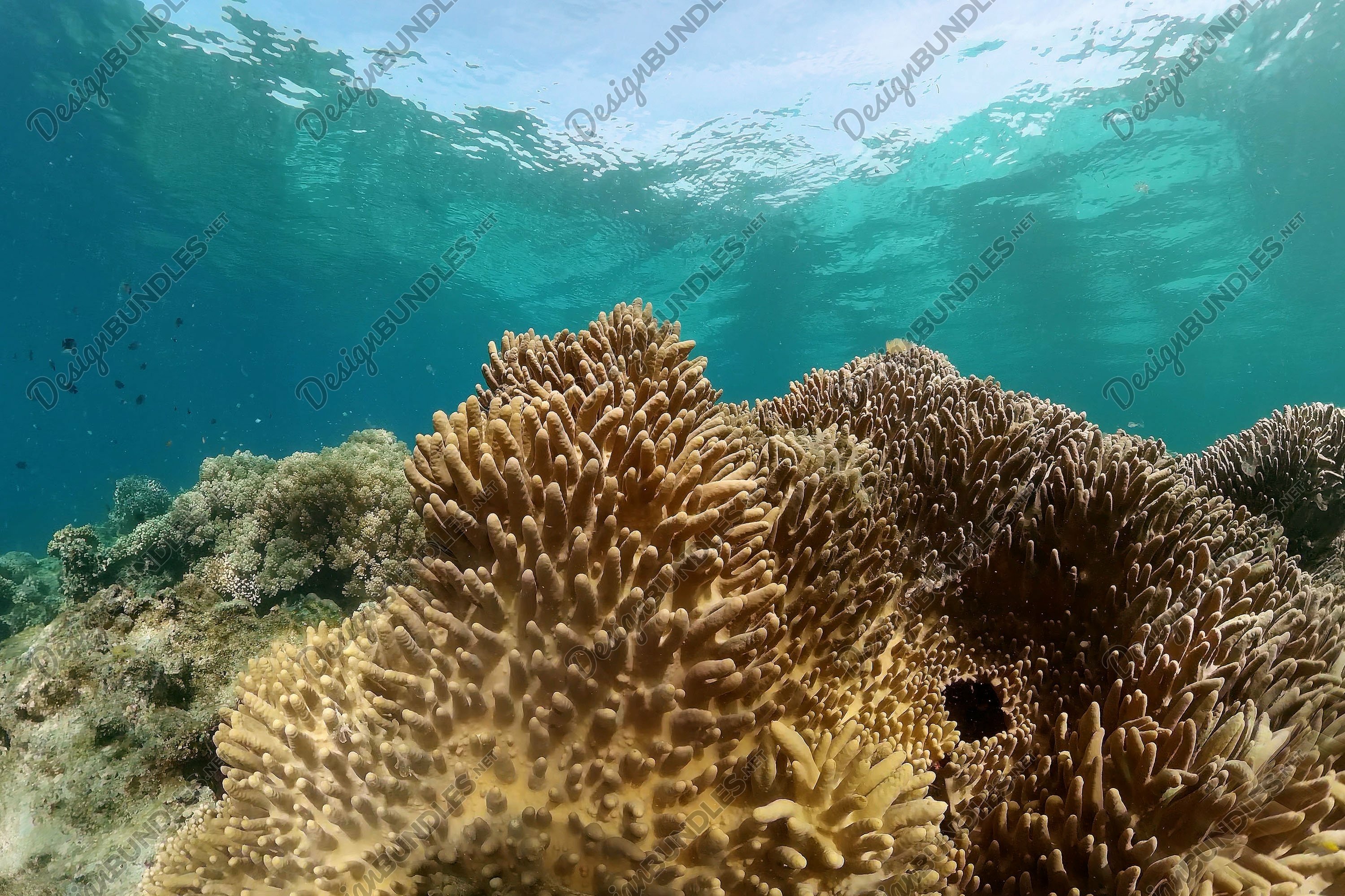 Underwater Ocean Scenes Coral