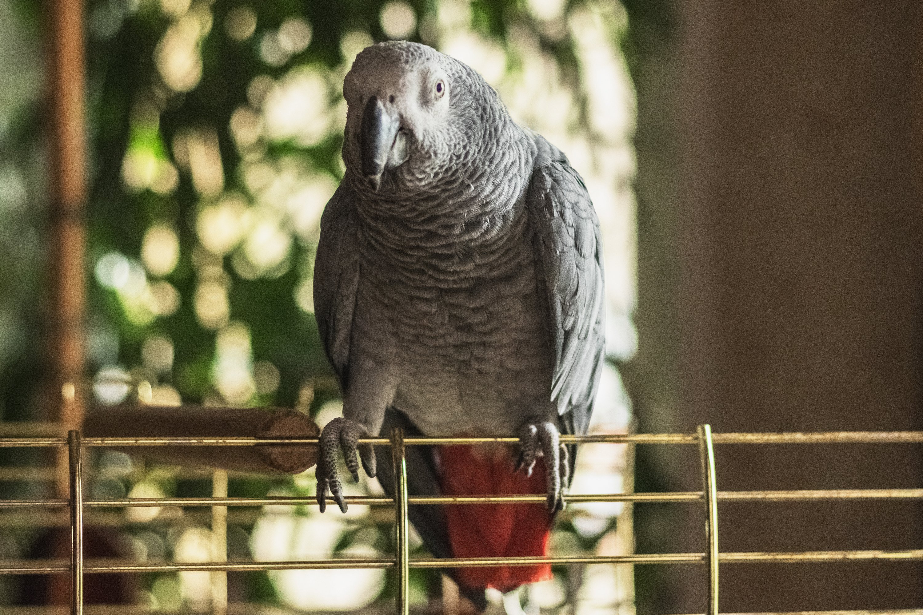 Parrot Jacko sitting on the perch of the cage (615578) | Animals ...