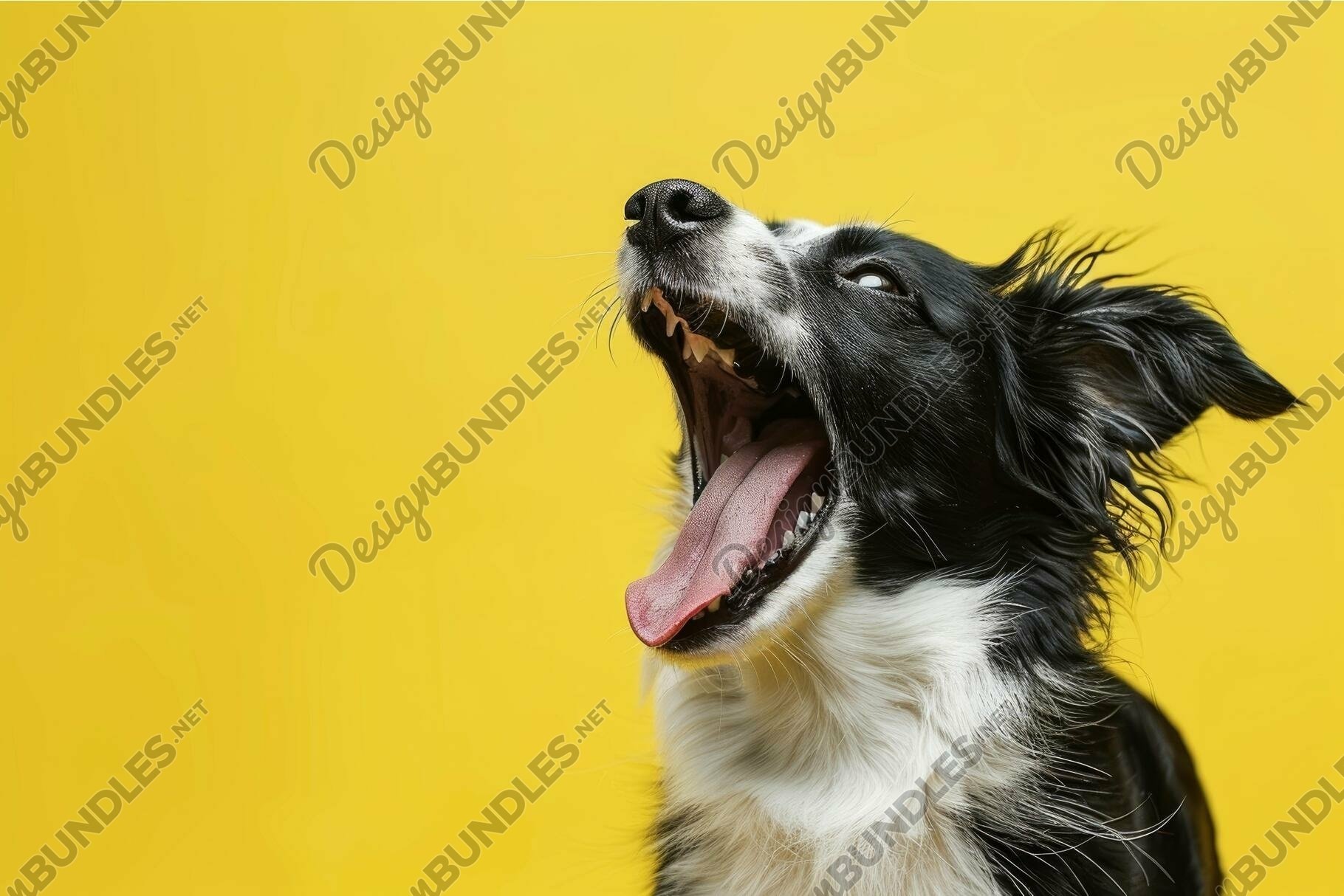 Yellow Border Collie