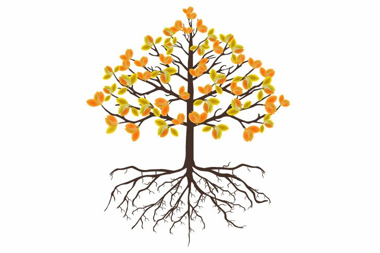 Autumn tree with roots and leaves on a white background. (1161213 ...