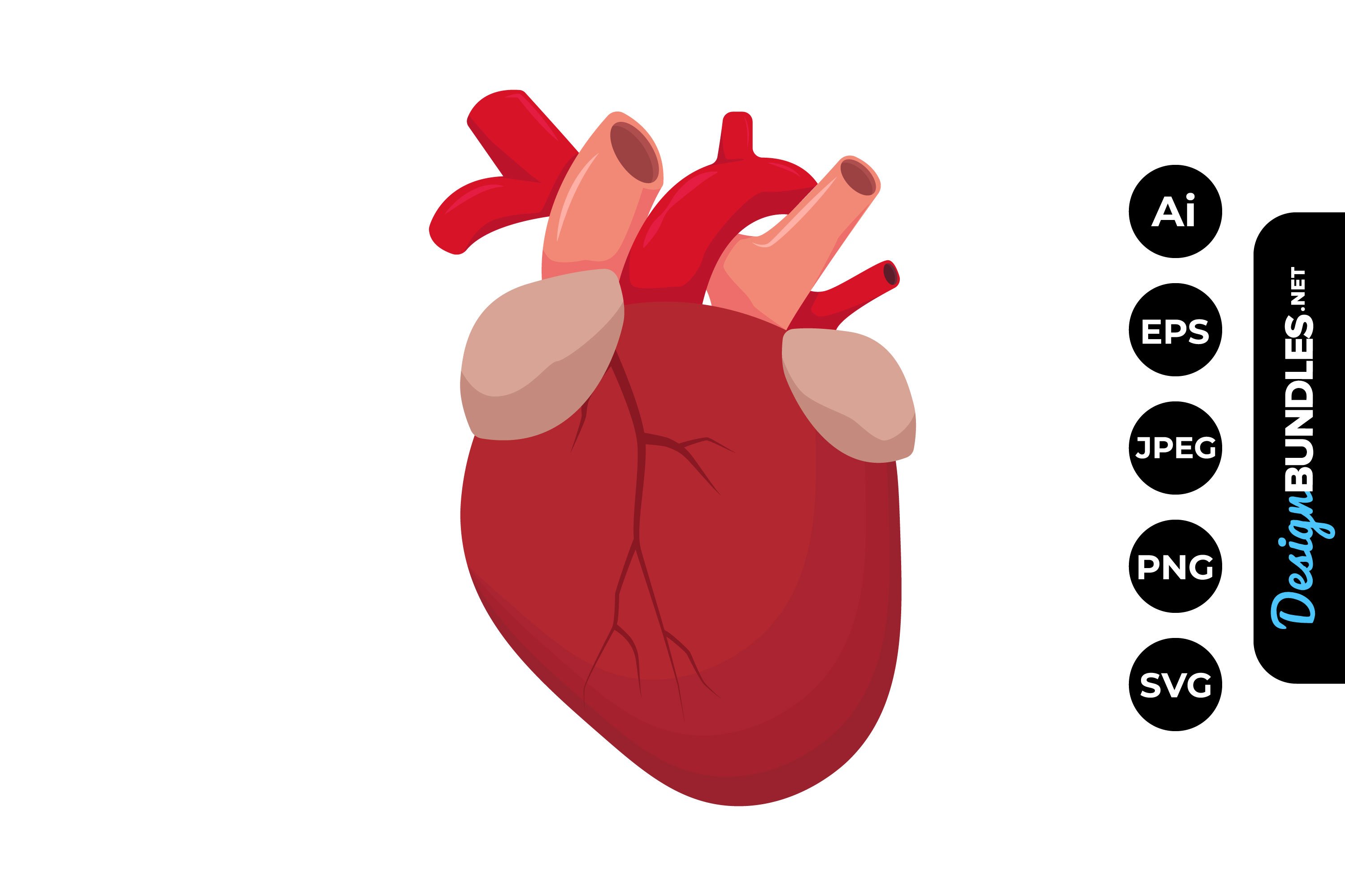 Anatomical Heart Clipart With Transparent