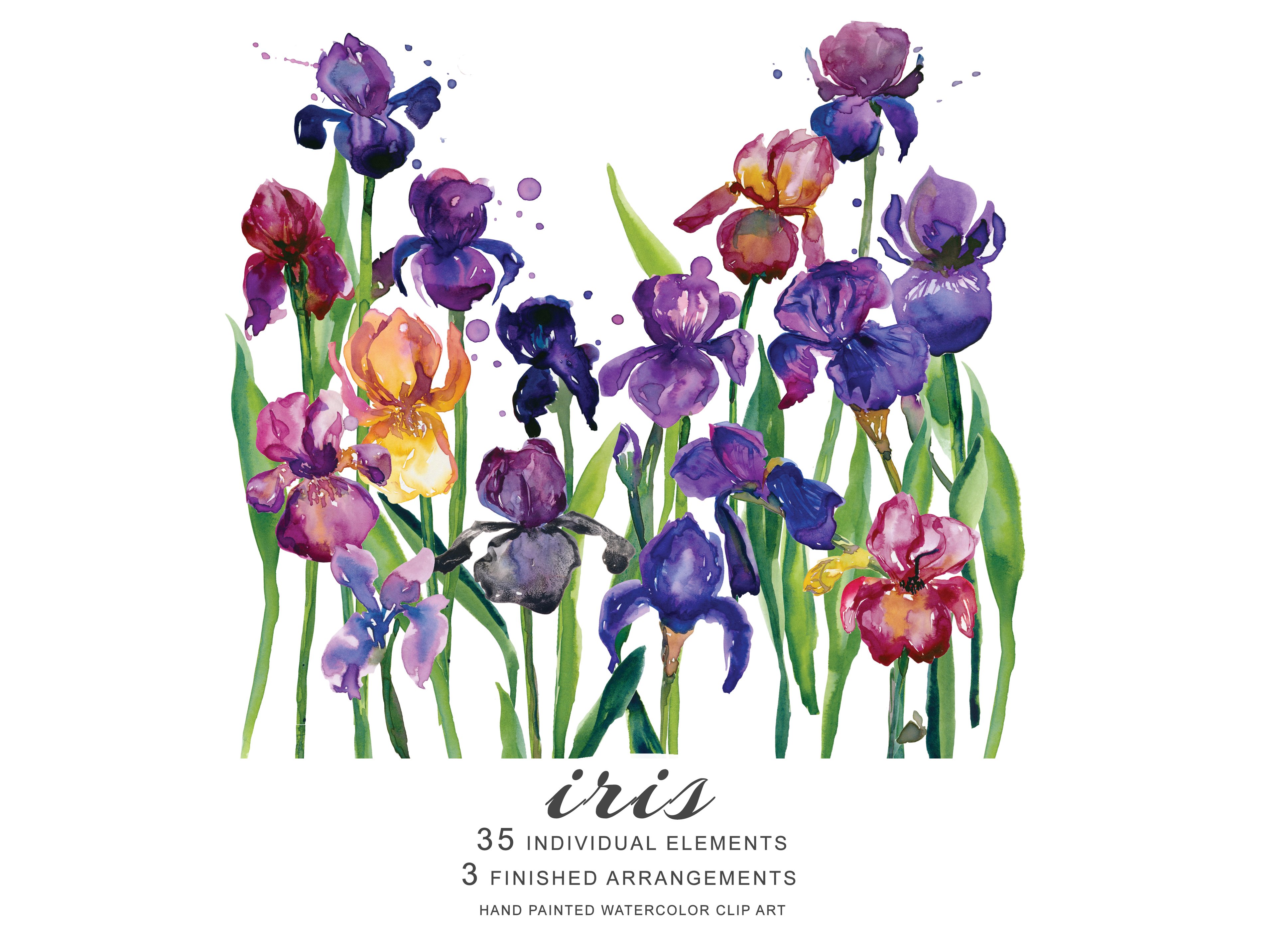 Iris Flower Watercolor