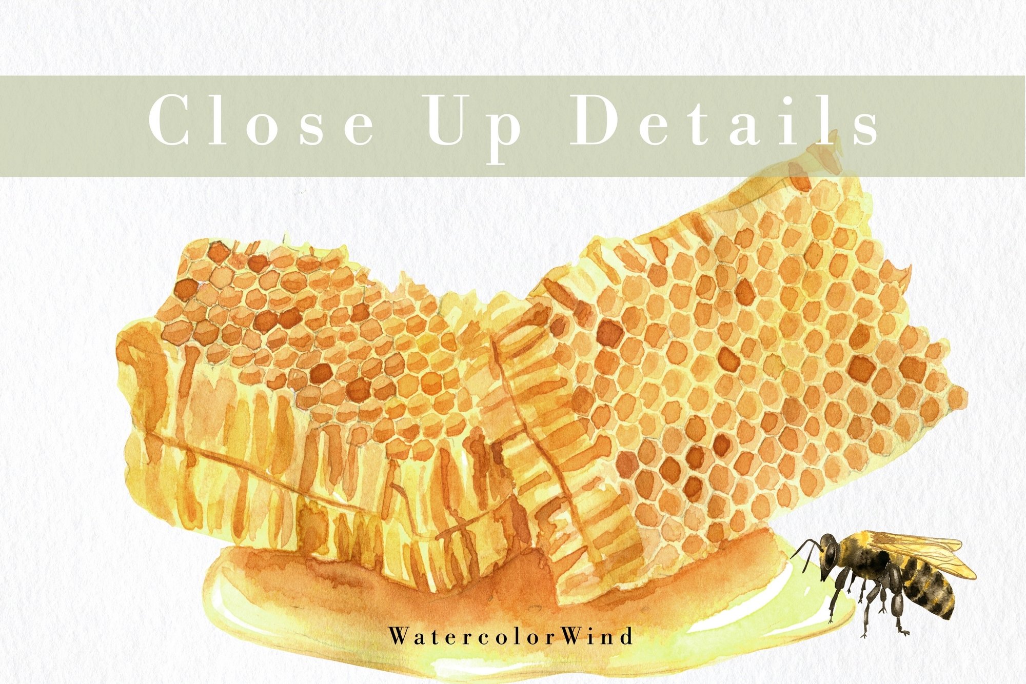 Watercolor Bee PNG Clipart | Honey Bee Clip Art (557772 ...