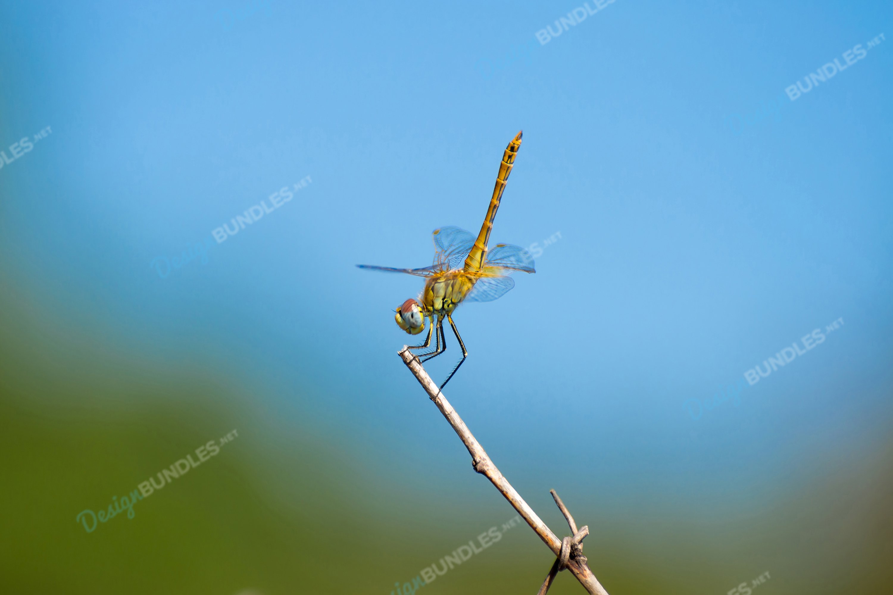 Close-Up Of Dragonfly Perching On Stem
