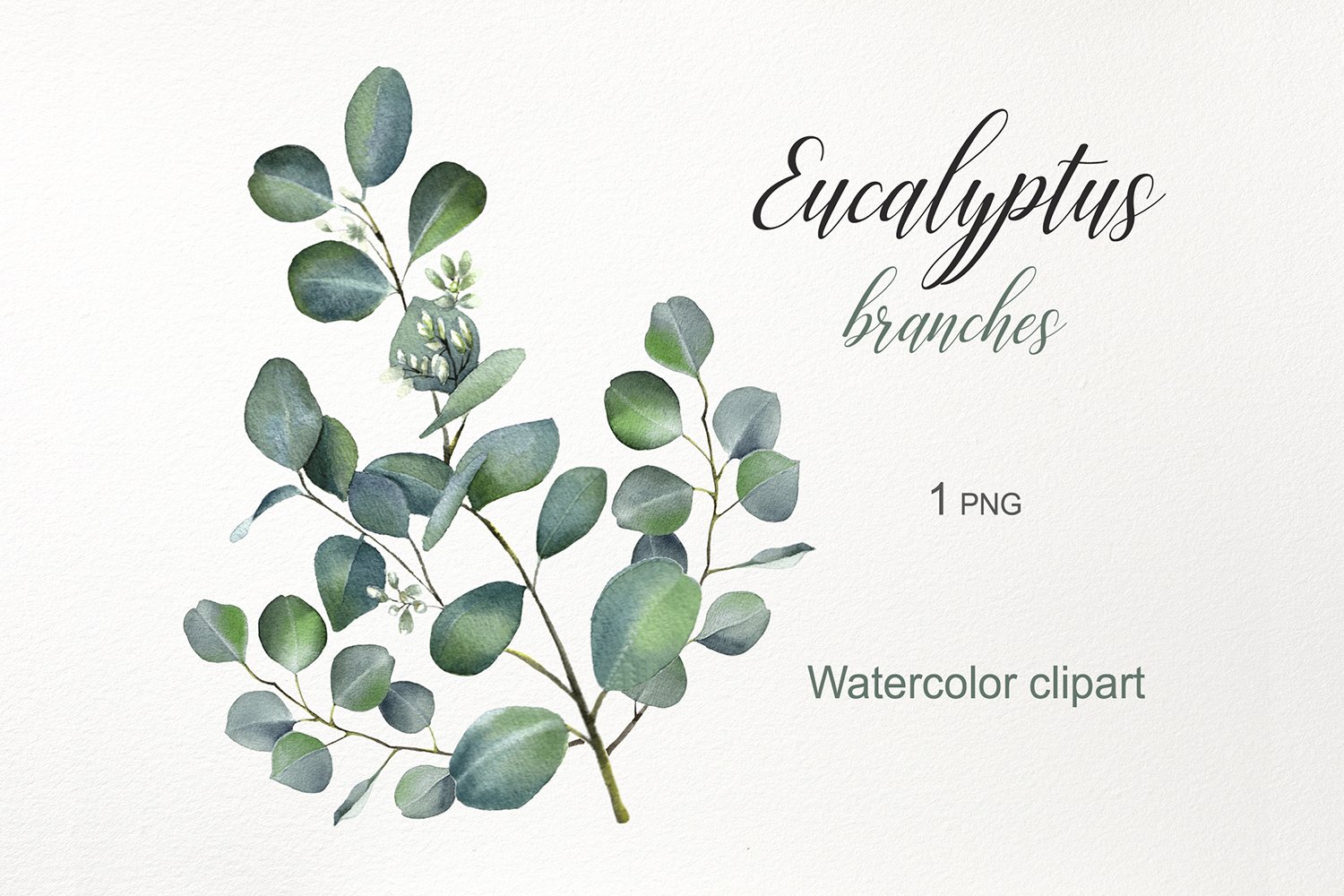 Watercolor flowers. Eucalyptus clipart. Green bouquet PNG