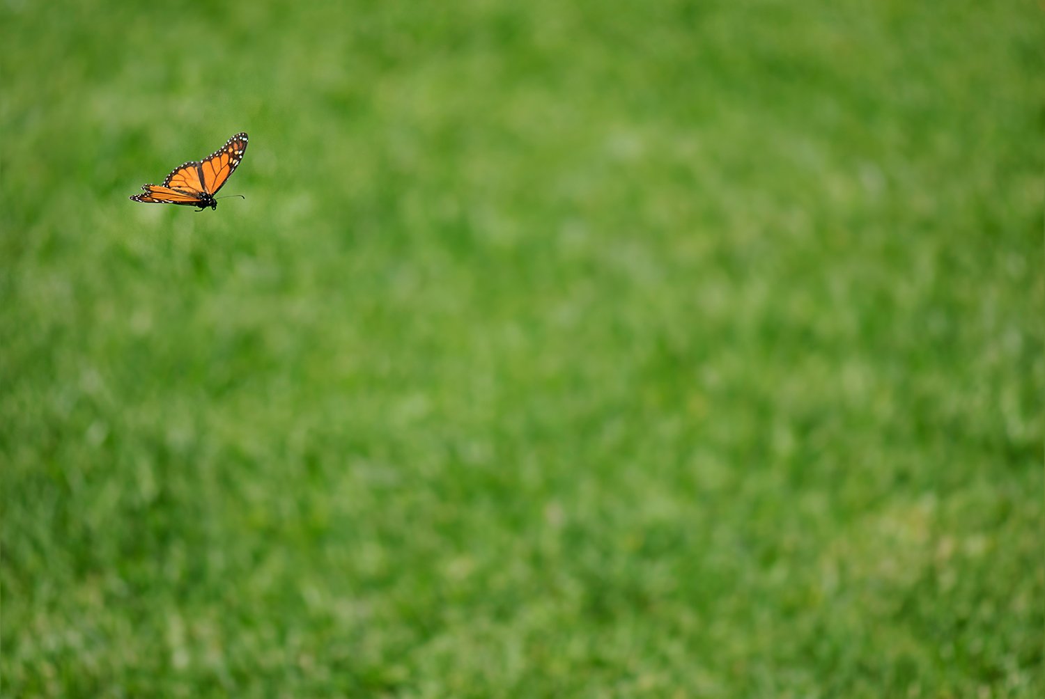 Monarch butterfly on the fly (3001) | Nature | Design Bundles