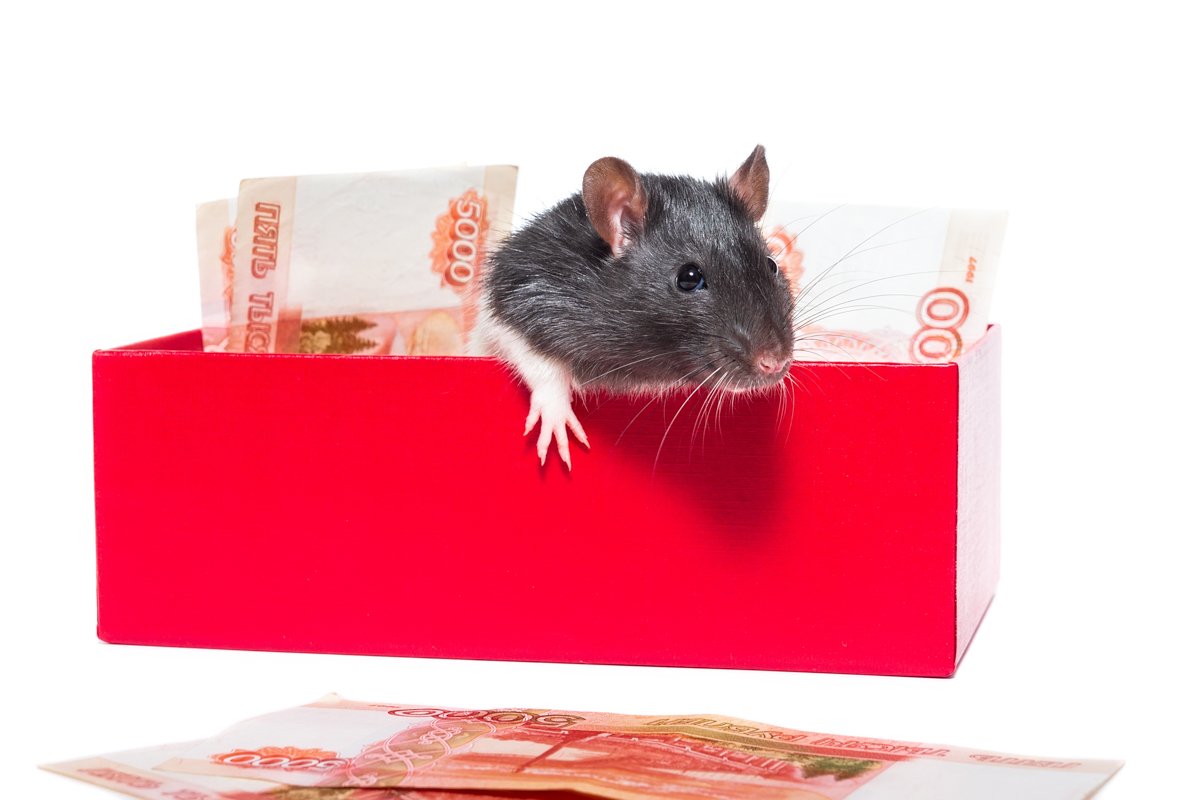 Rat with money (677917) | Animals | Design Bundles