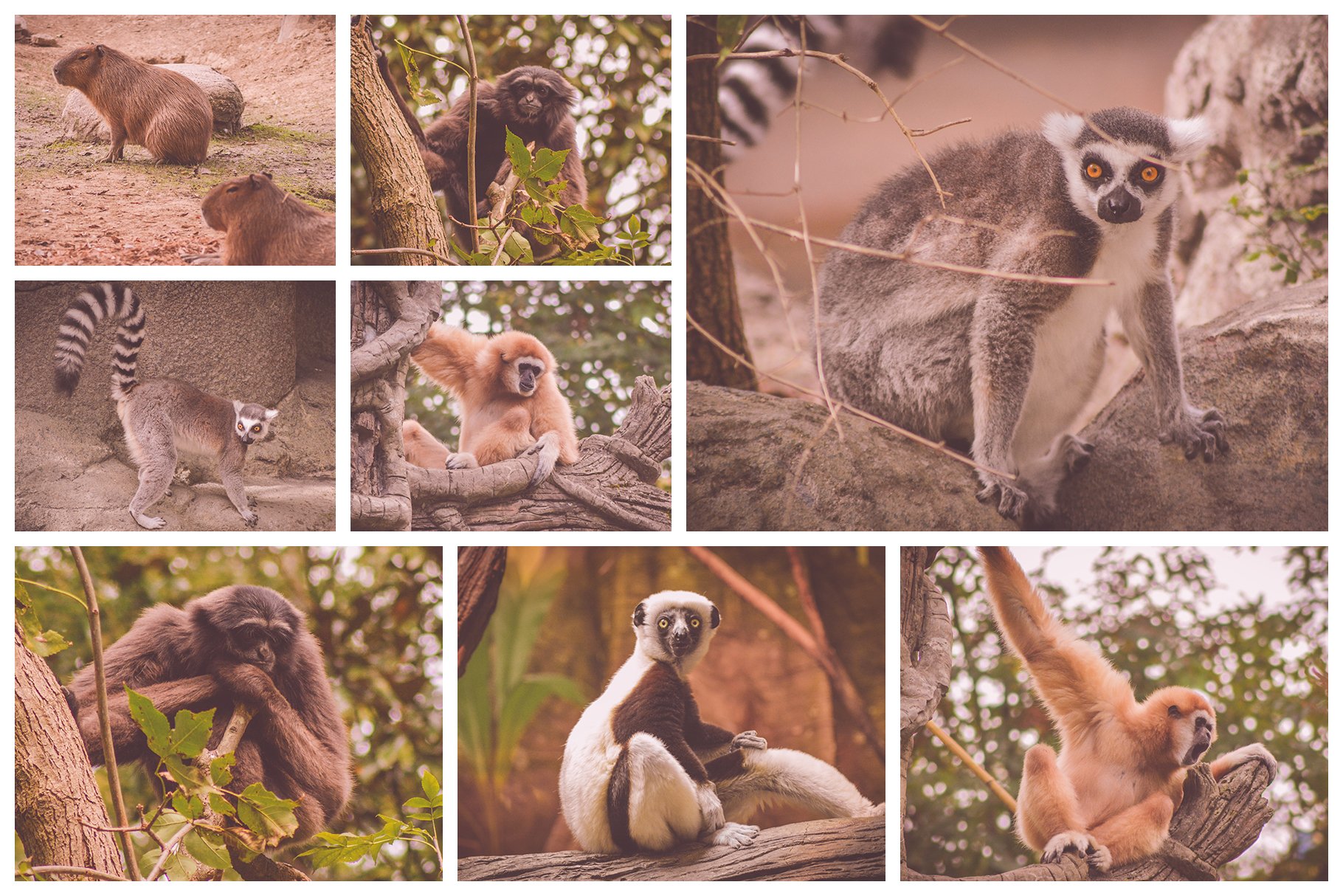 Menagerie Stock Photo Bundle (431453) | Animals | Design Bundles