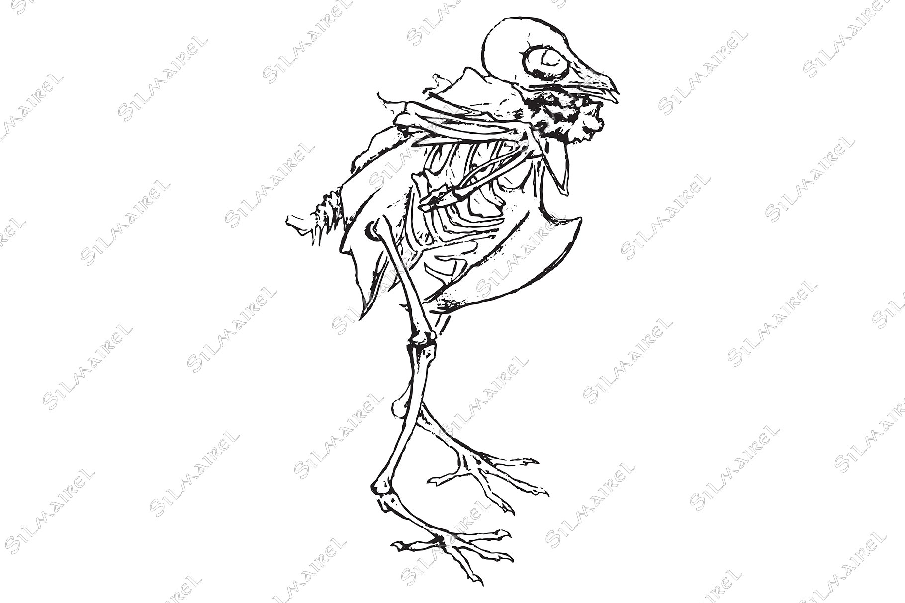 Monochrome skeleton of pigeon dove bird sketch vector (887653 ...