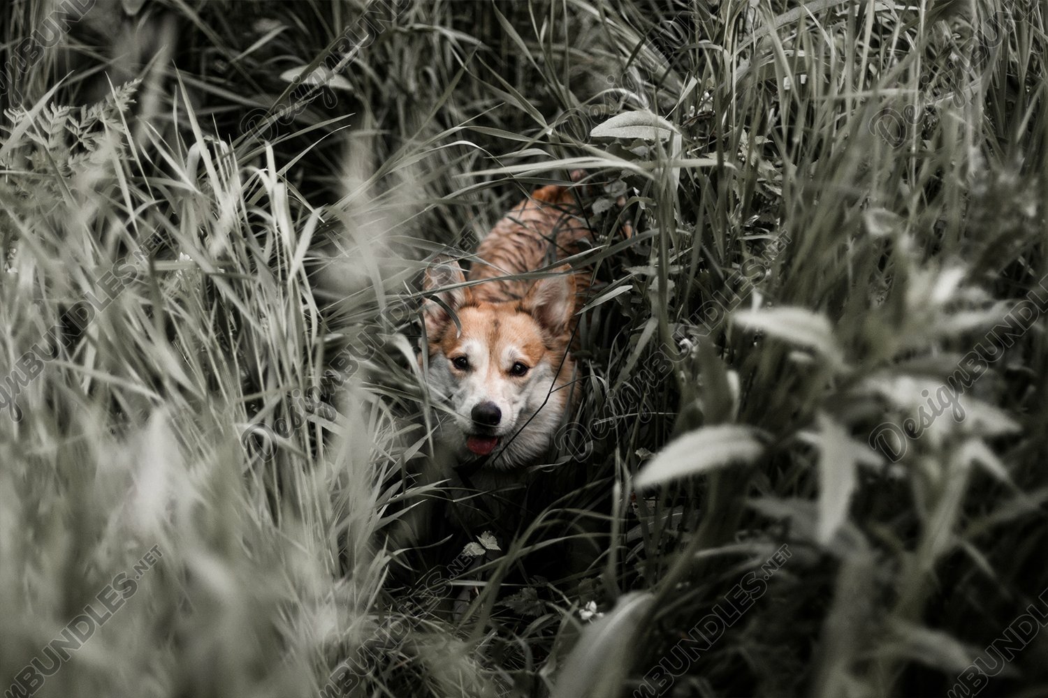 Pembroke welsh corgi dog in tall grass