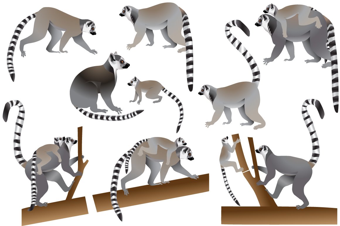 Ring-tailed lemur (56008) | Illustrations | Design Bundles
