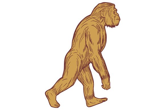 Homo Habilis Walking Side Drawing (20150) | Illustrations | Design Bundles