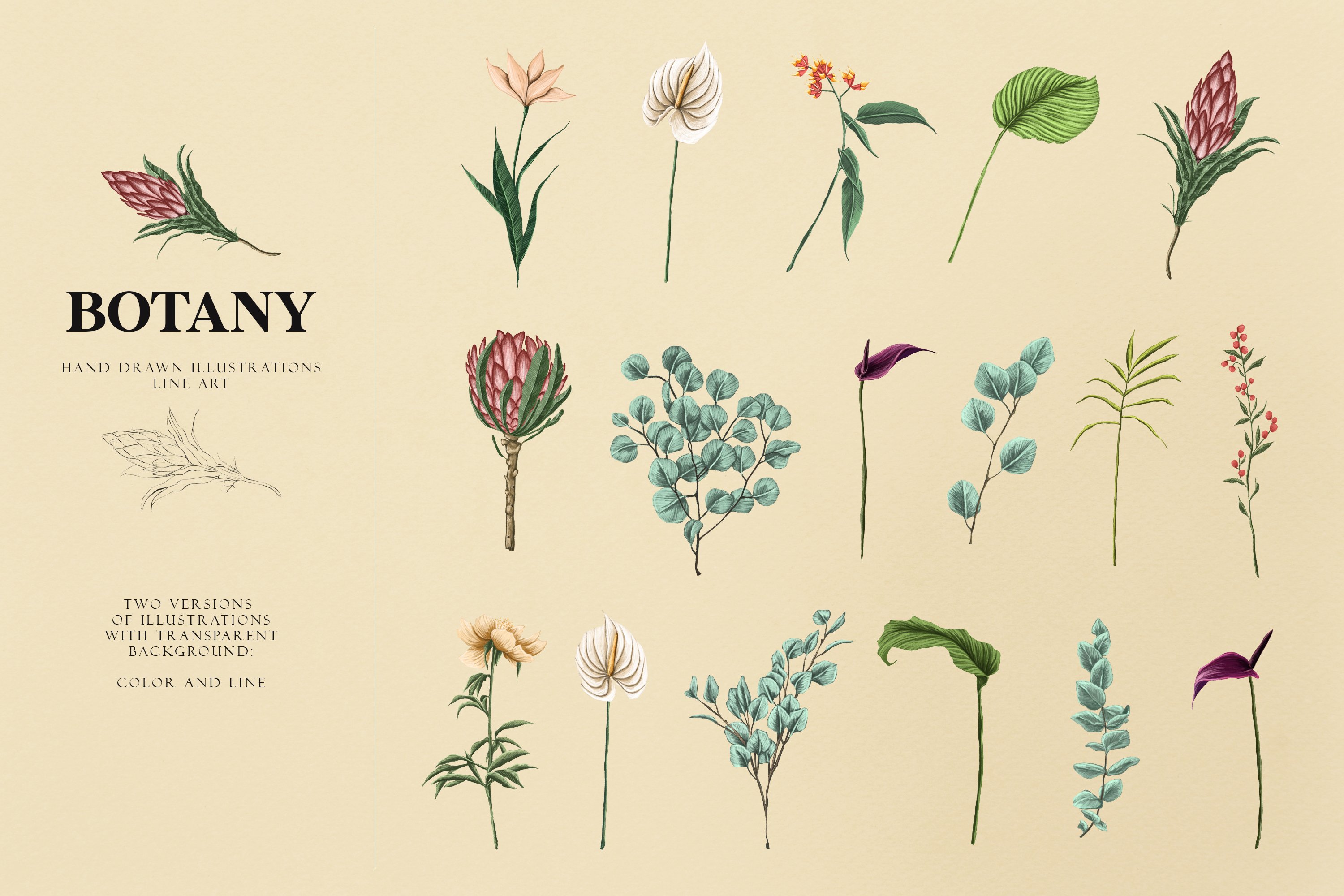 Botany clipart, Flower color and line clipart, fine art (574999 ...
