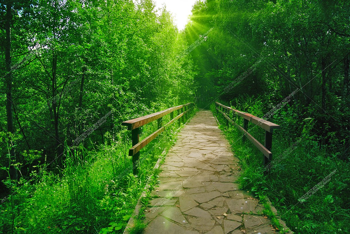 7 Photos of nature (31582) | Nature | Design Bundles