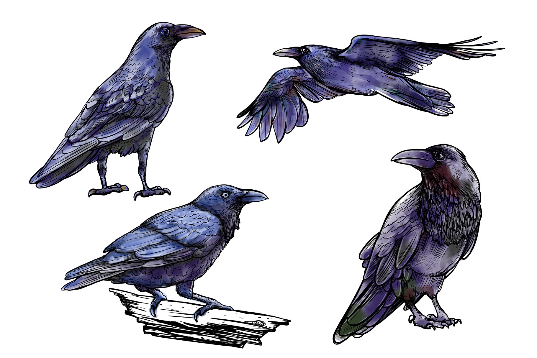Drawn Ravens (542233) | Illustrations | Design Bundles