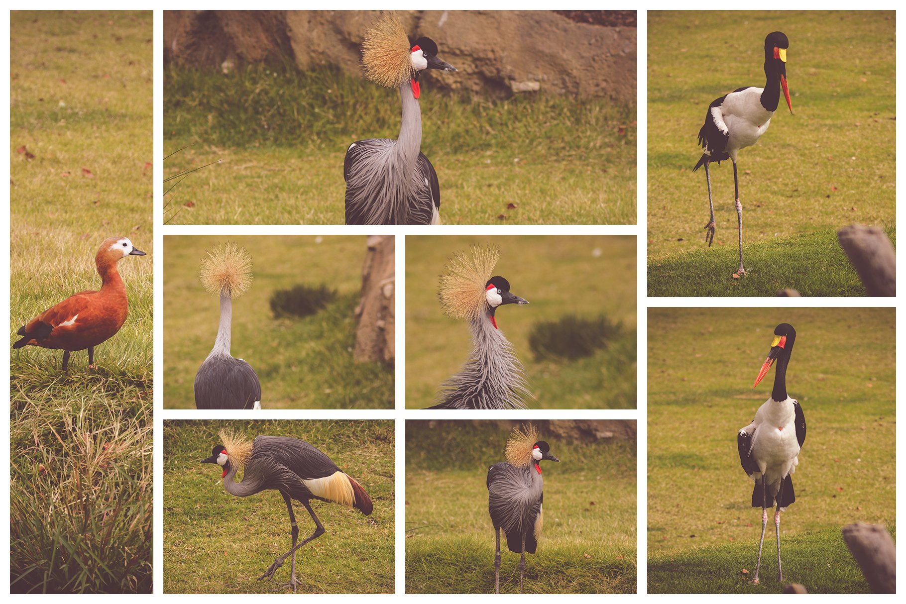 Menagerie Stock Photo Bundle (431453) | Animals | Design Bundles