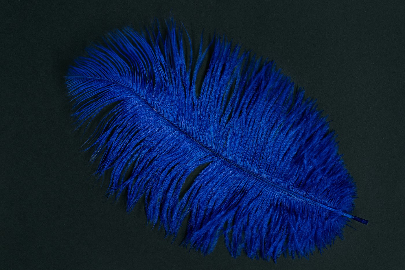 Single blue feather isolated on black background (707451) | Textures ...