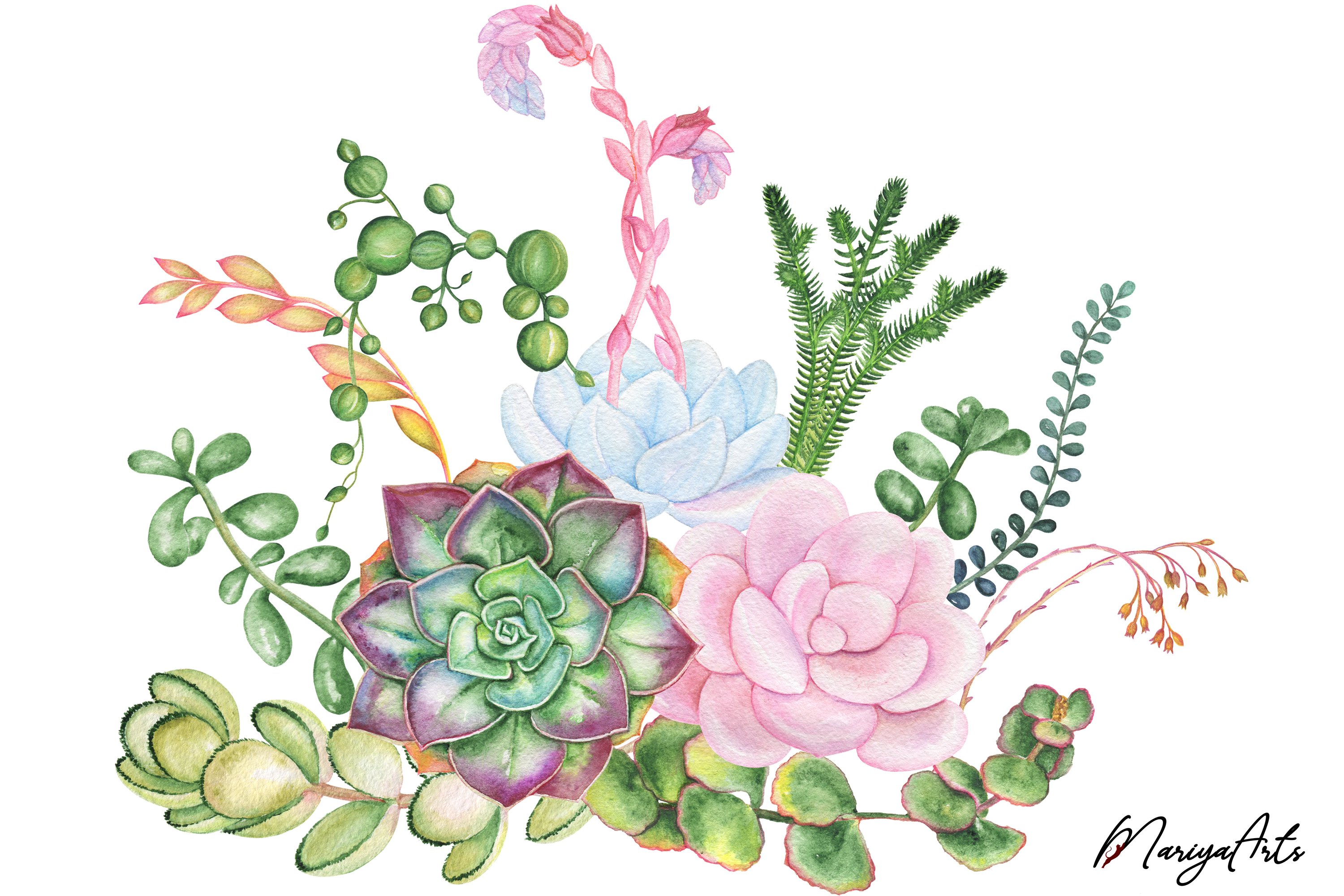 Succulent Plants, Clipart, Hand Painted Watercolor Botanical (721142 ...