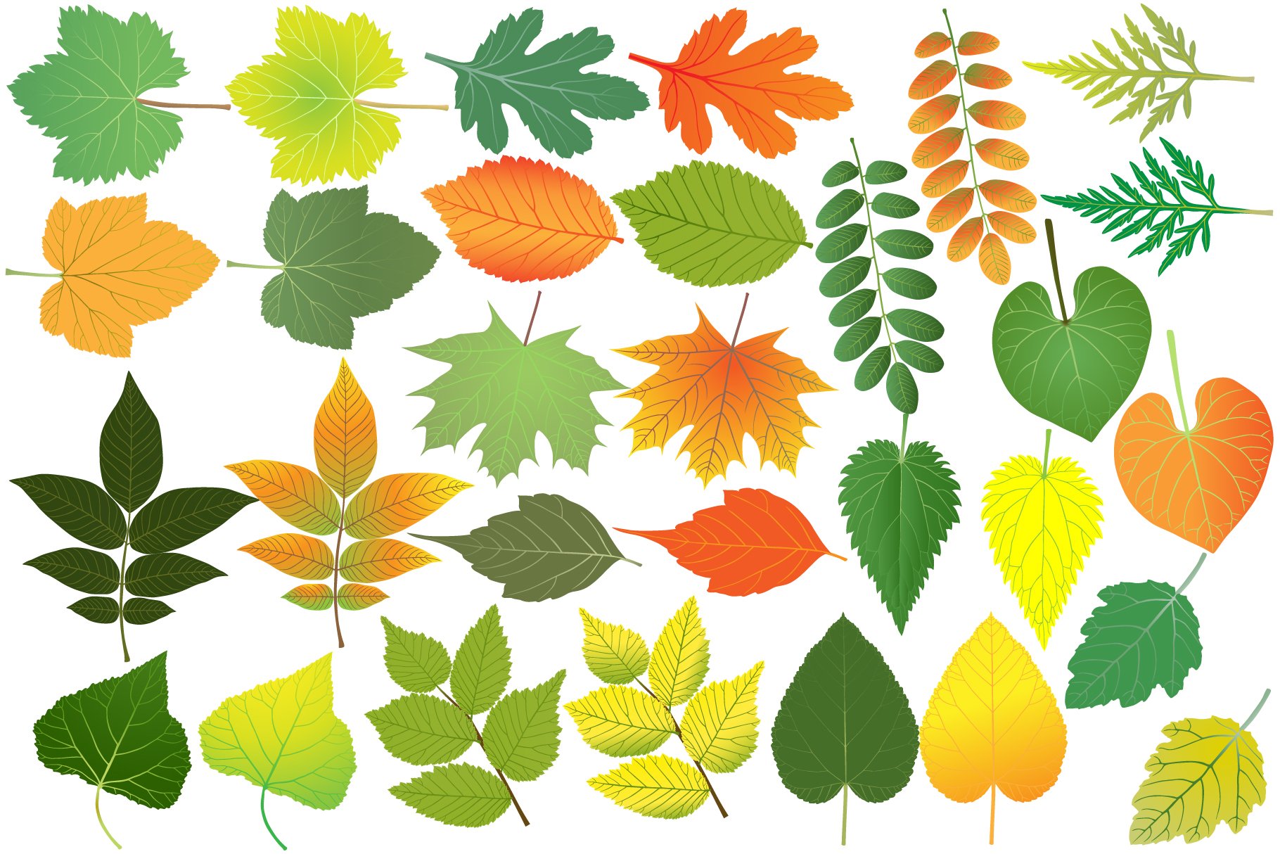 Foliage colour (1739353) | Illustrations | Design Bundles