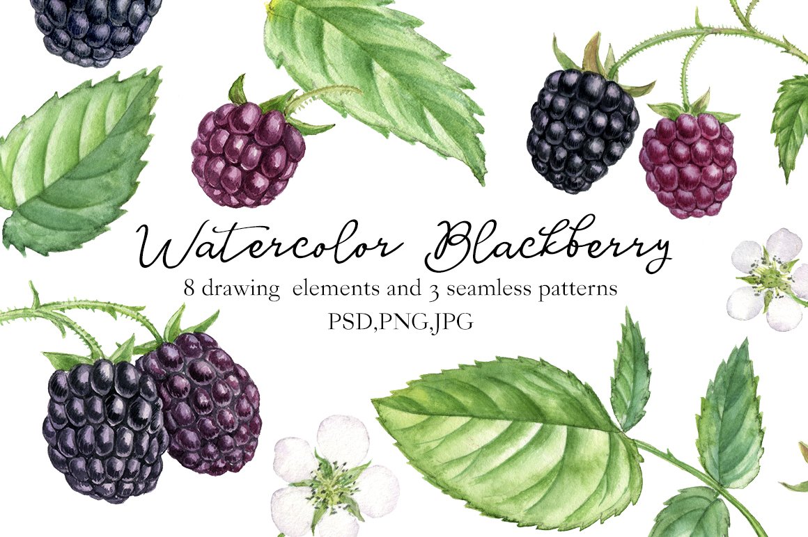 Blackberries Drawing