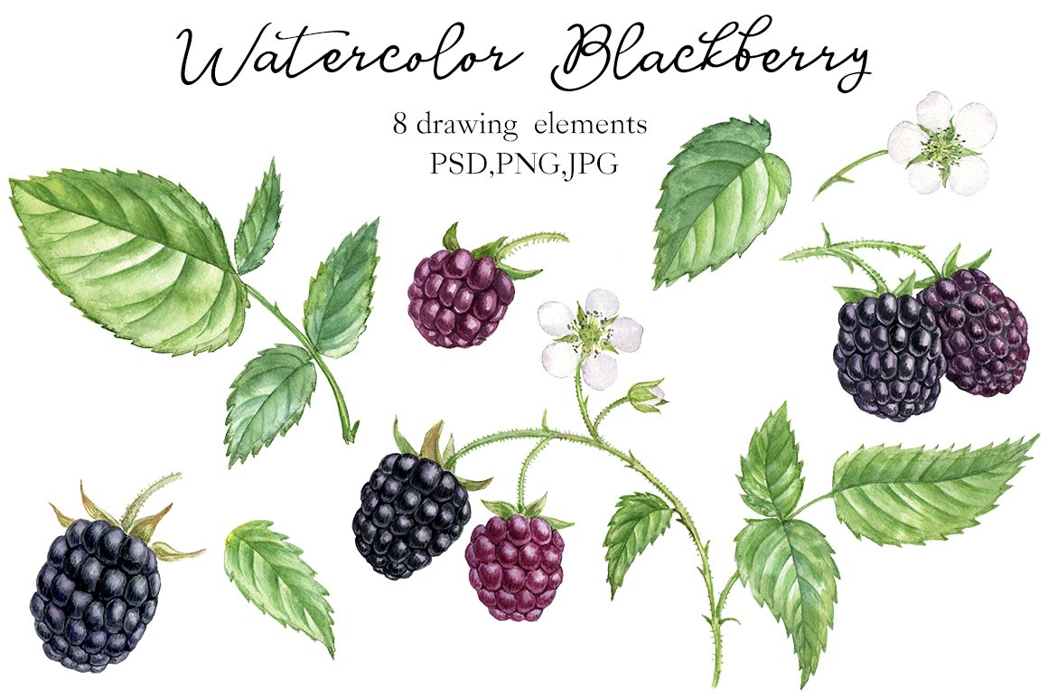 Blackberries Drawing