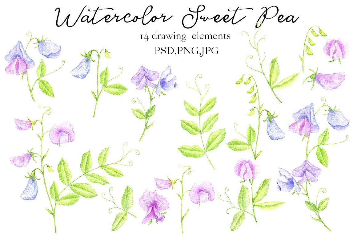 Sweet Pea Flower Drawing