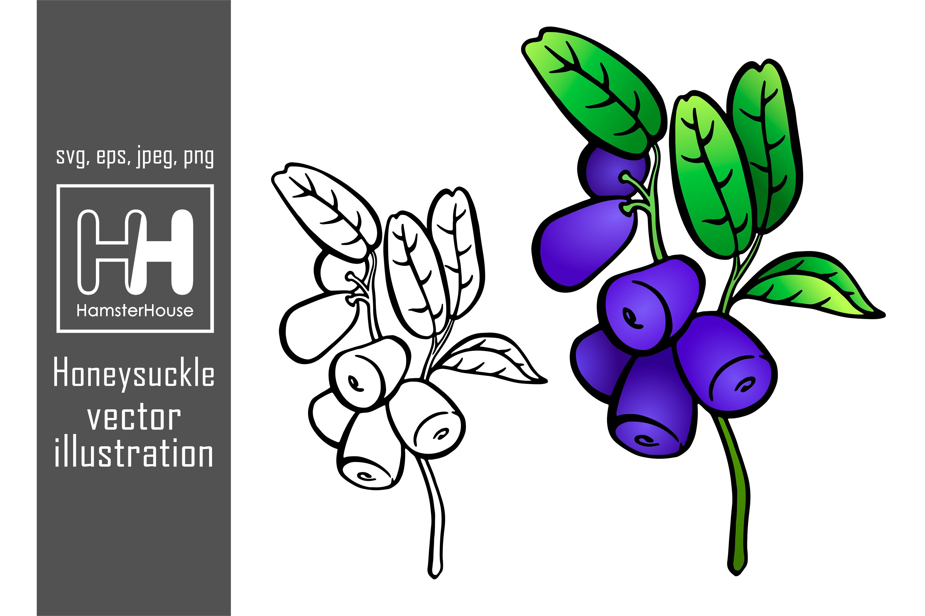 Honeysuckle Illustration