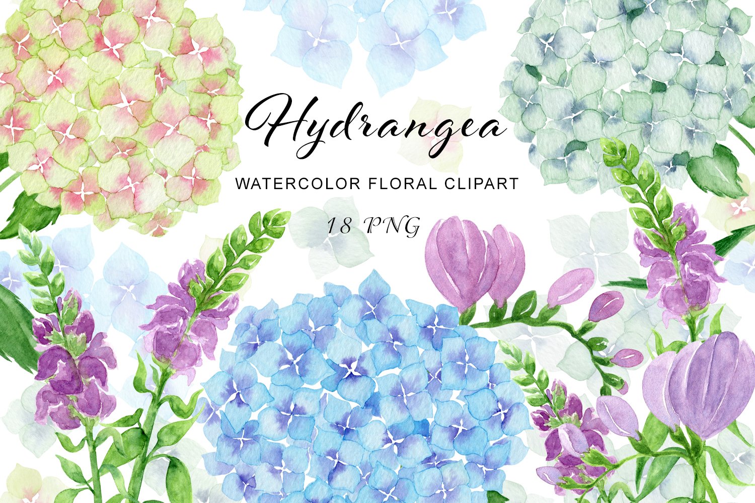 Hydrangea Clipart