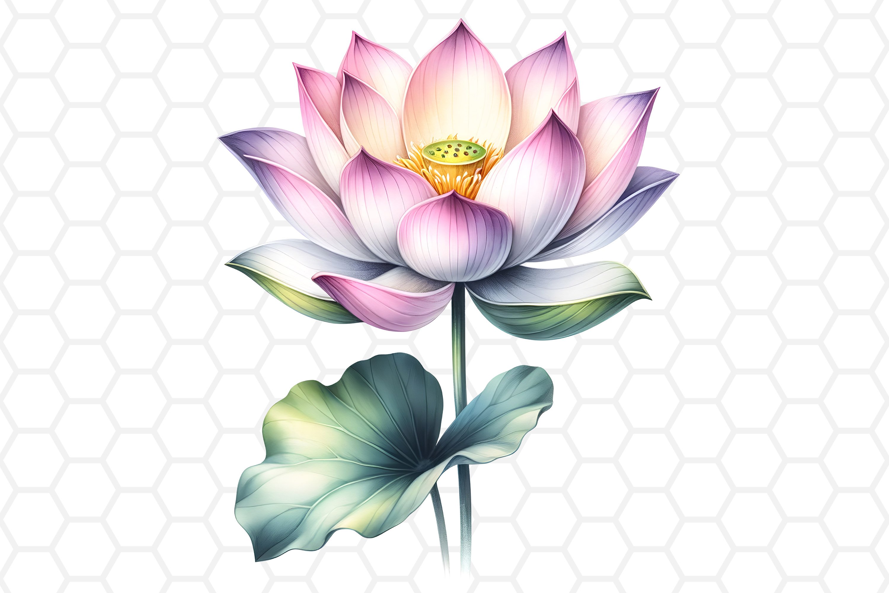 Lotus Png Drawing