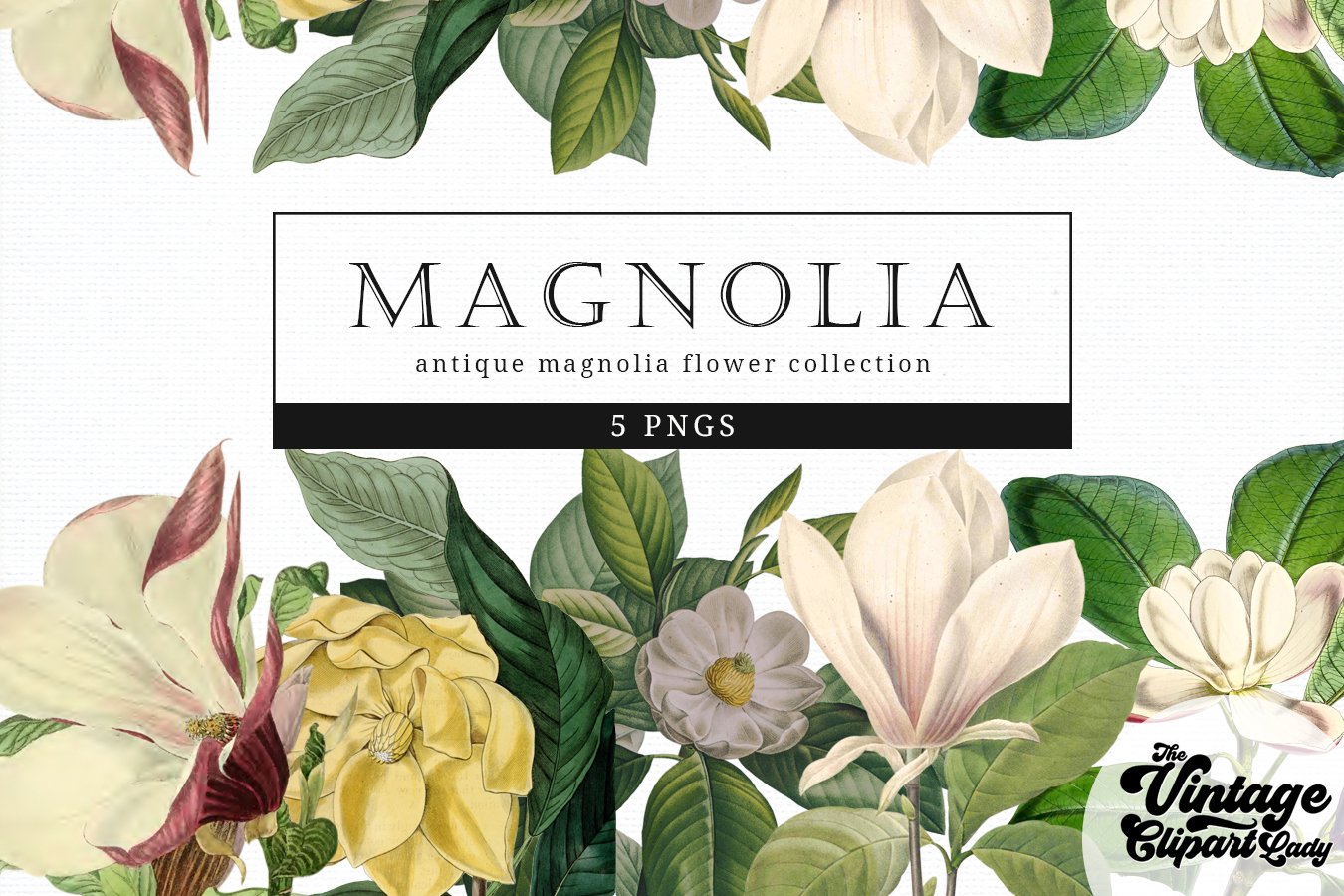 Magnolia Clipart