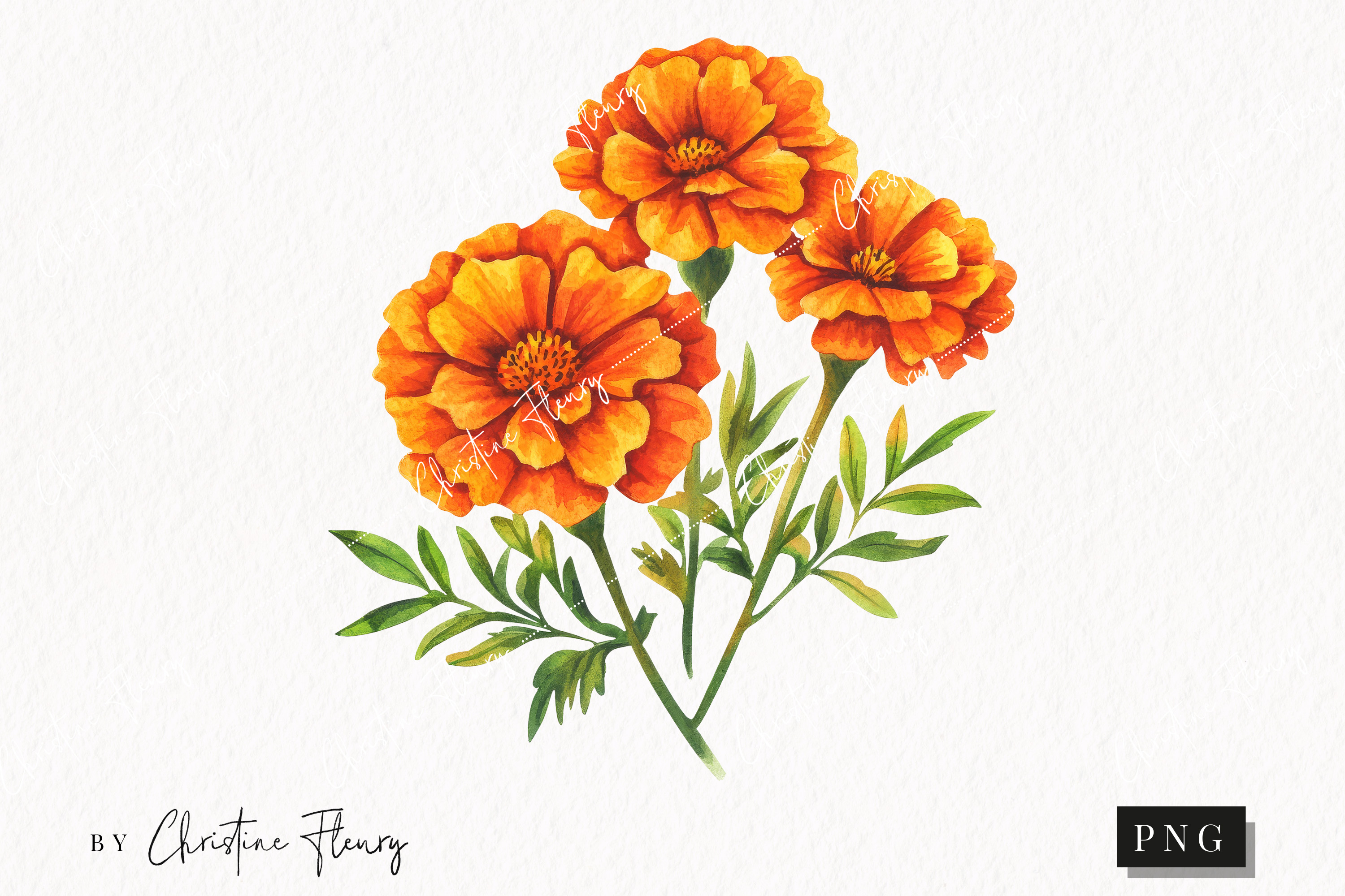 Marigold Flower Clip Art