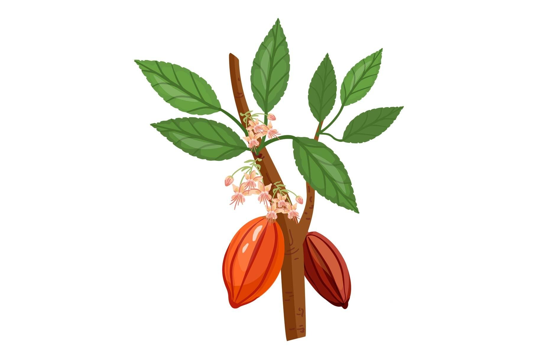 Cacao tree branch icon cartoon vector. Nut leaf (2224651) | Icons ...