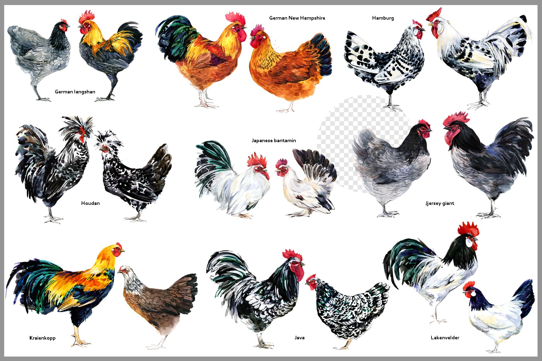 Hens Chicken Breed Identification Chart