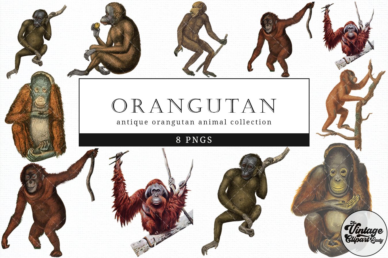 Male Orangutan Silhouette