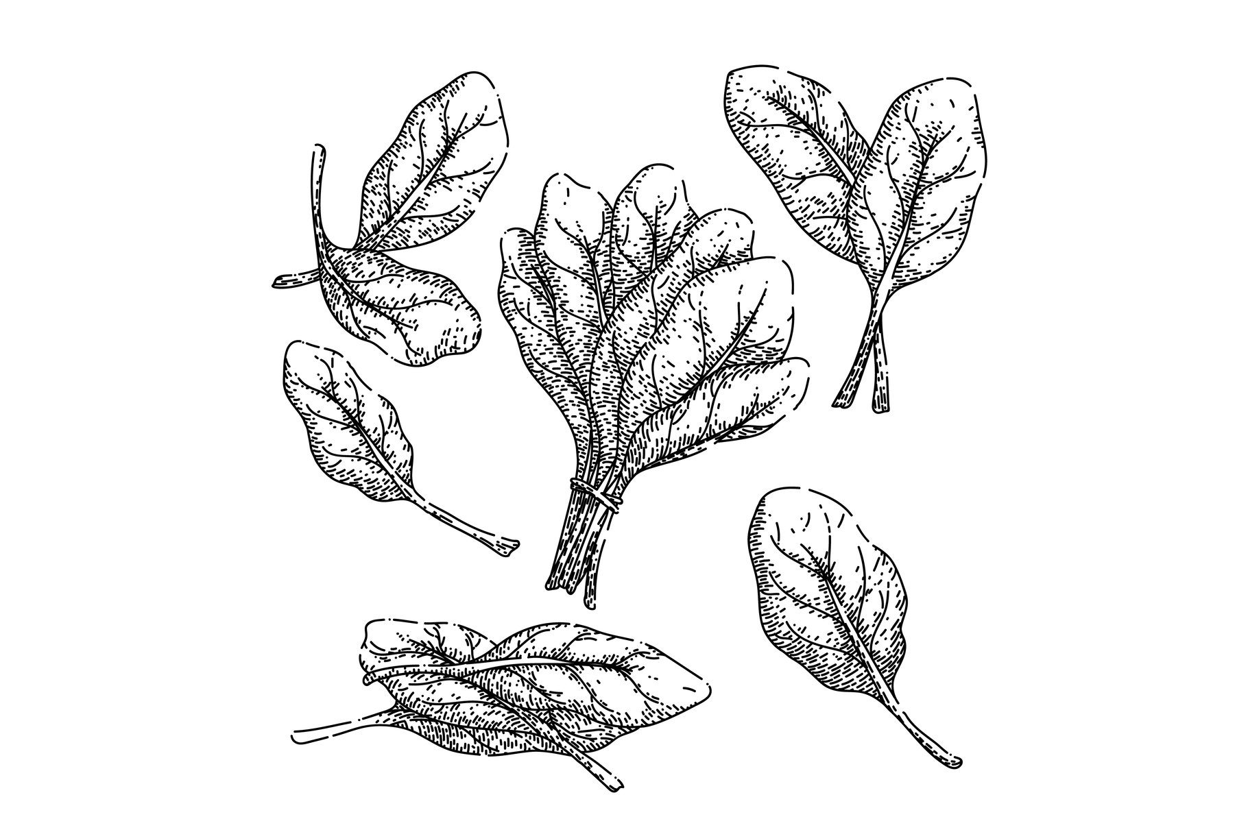 Spinach Line Drawing