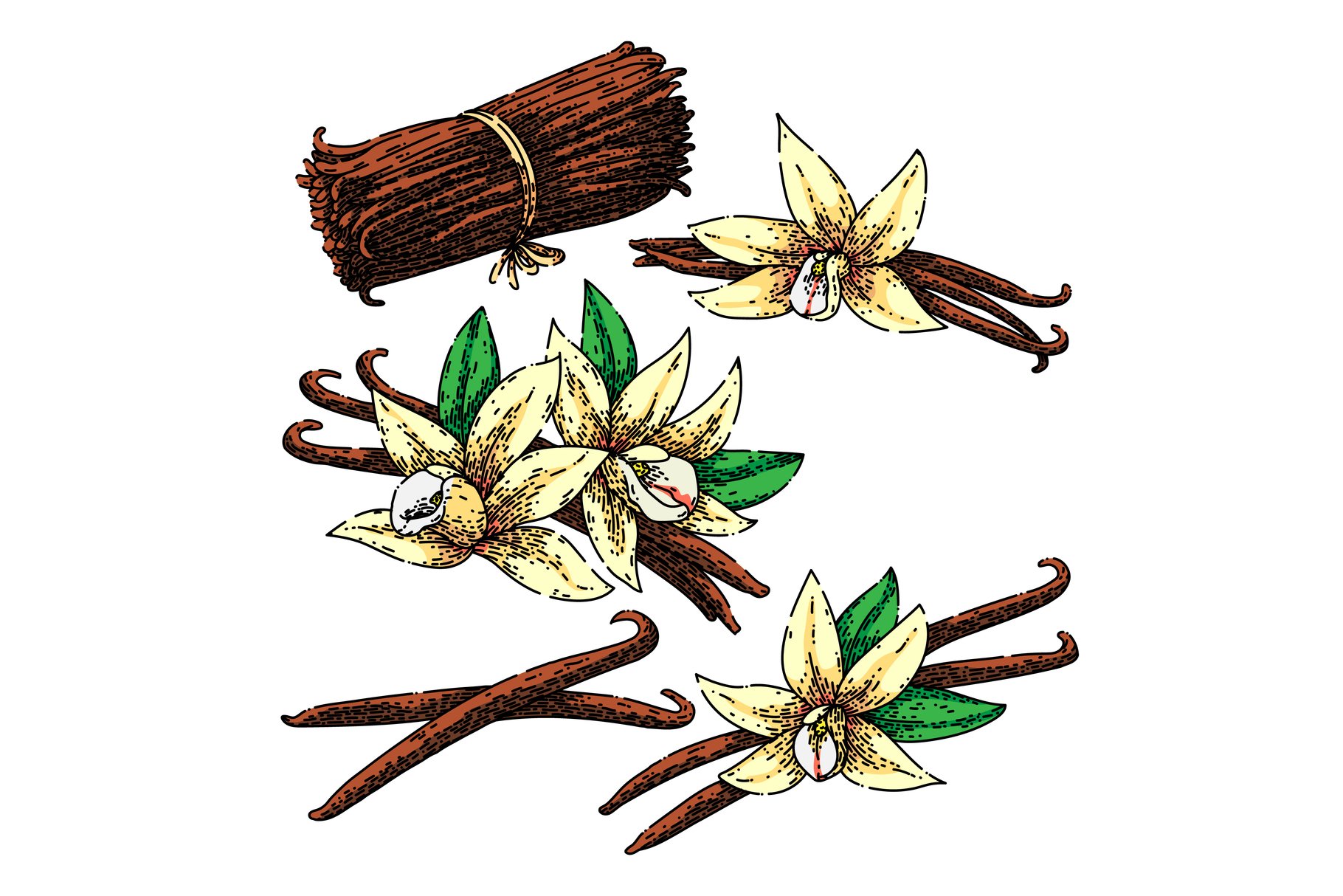 vanilla flower set sketch hand drawn vector (2229078) | Icons | Design Bundles