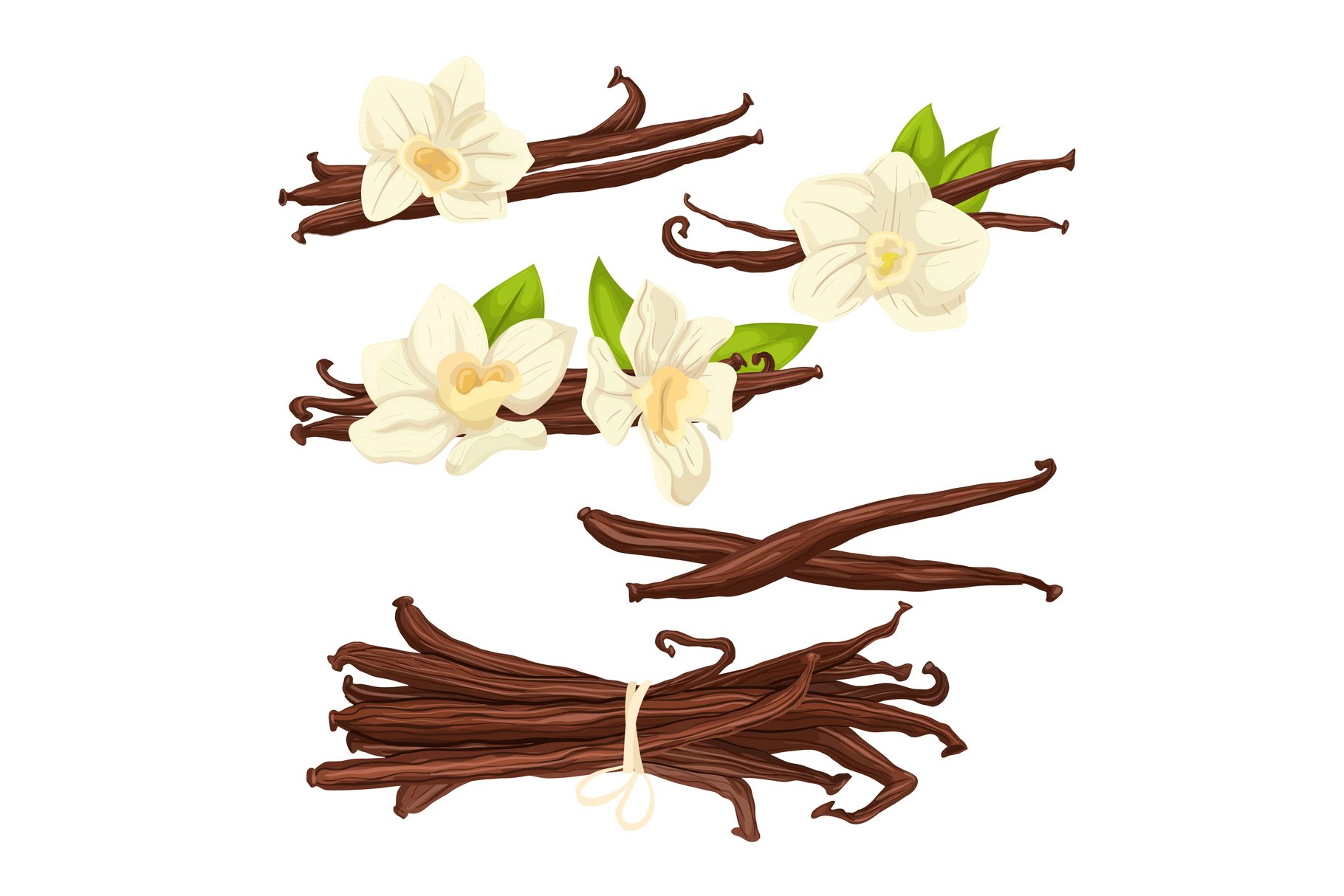 vanilla flower set cartoon vector illustration (2229082) | Icons ...