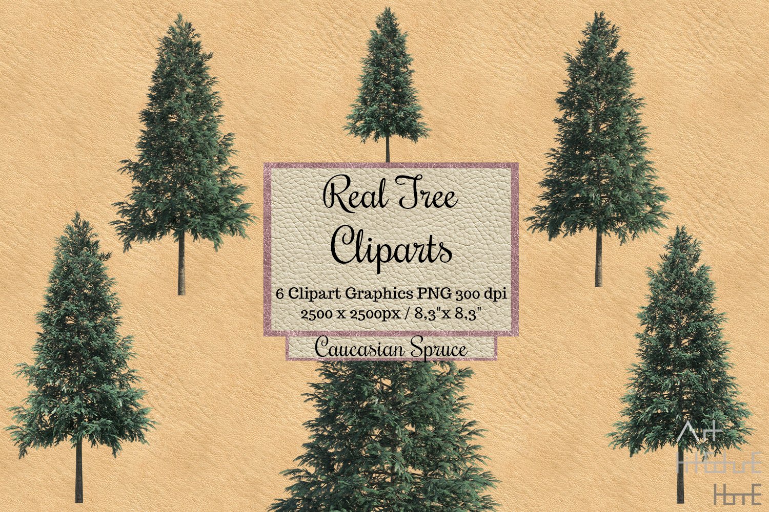 Spruce Tree Clip Art
